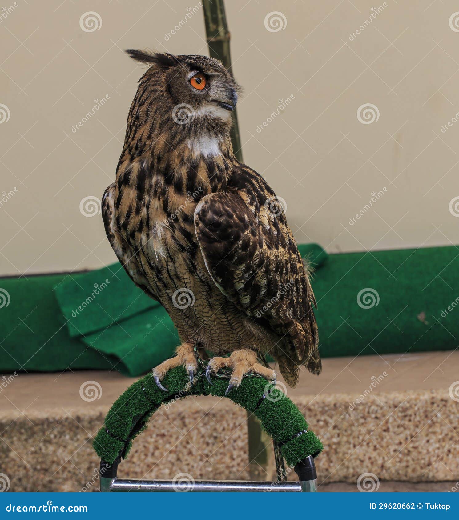 Eagle Owl stock photo. Image of prey, hunting, feather - 29620662