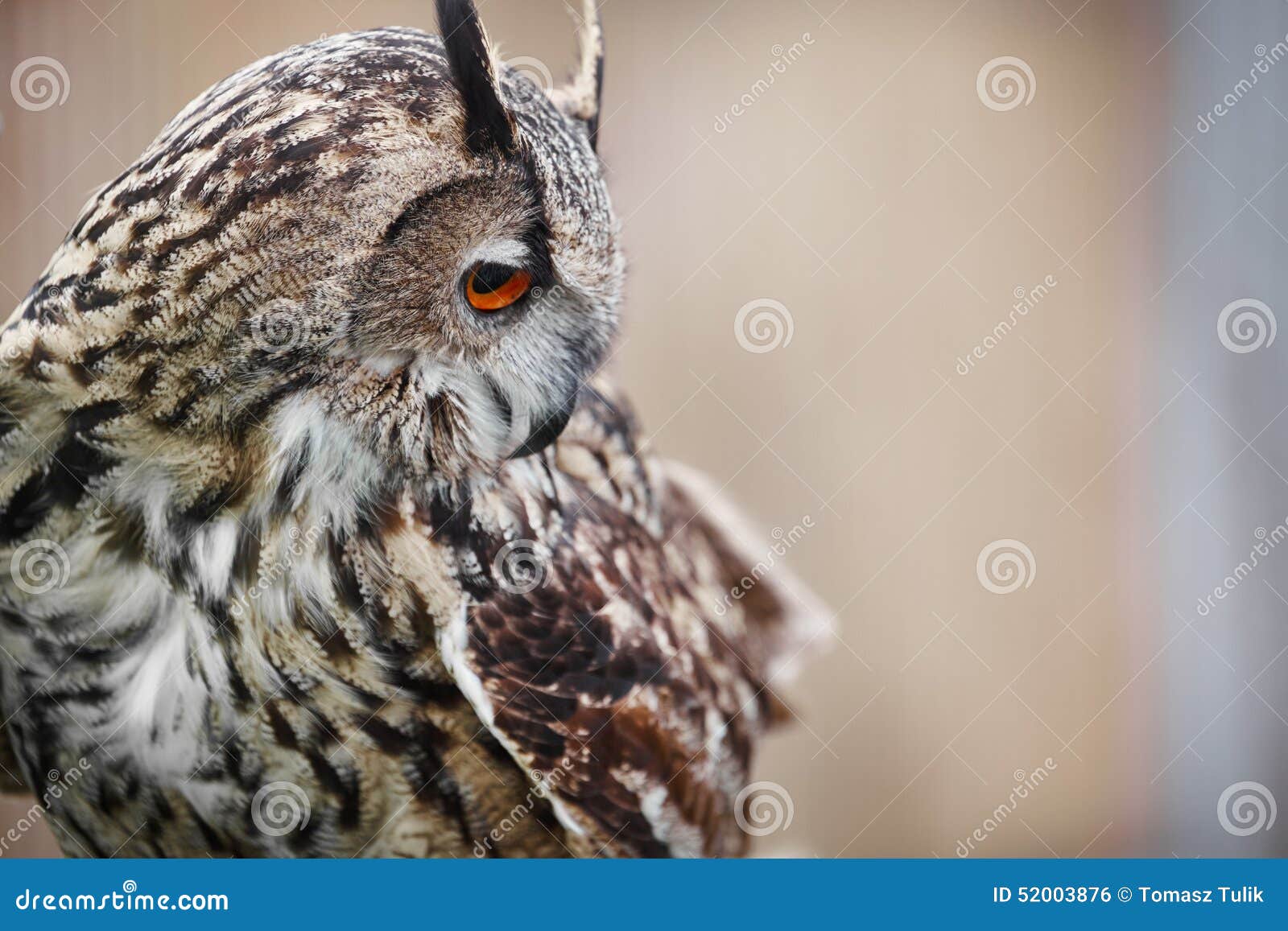 Eagle owl stock photo. Image of prey, watching, themes - 52003876