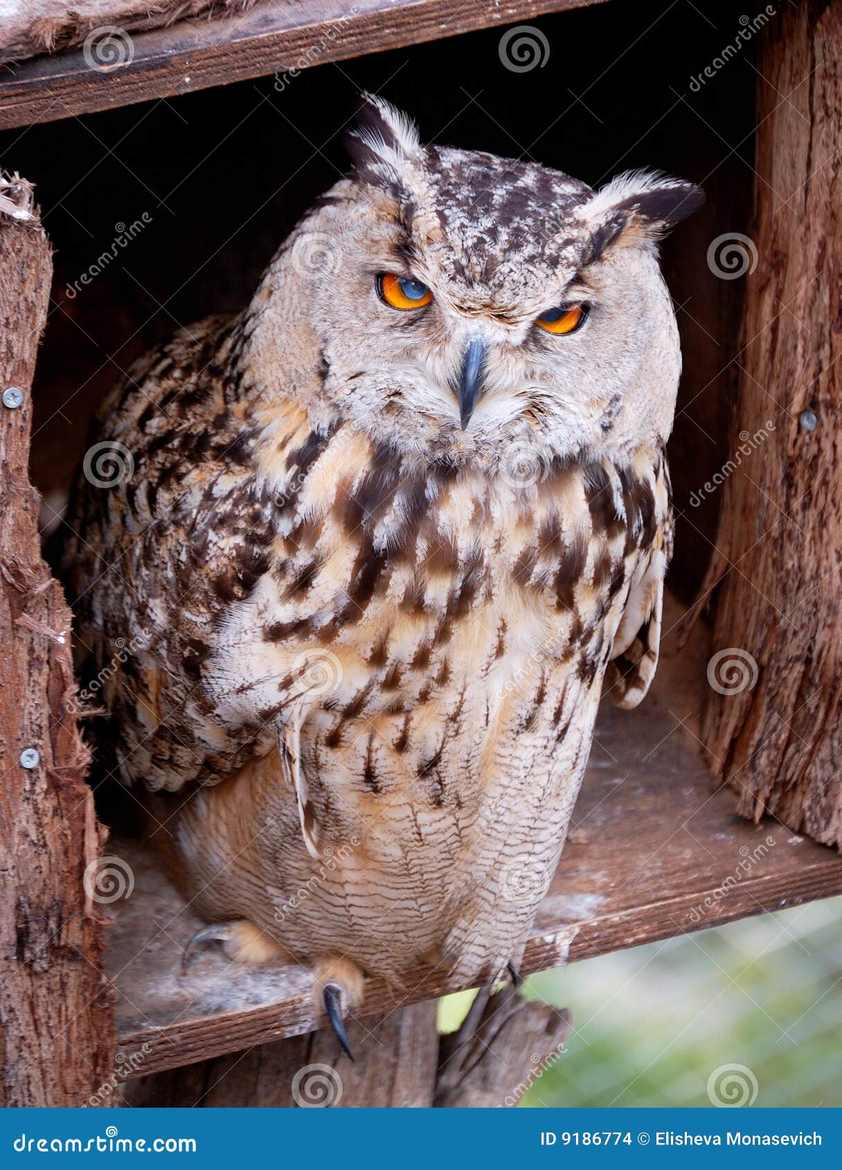 Eagle-owl stock photo. Image of beak, predator, grey, bills - 9186774
