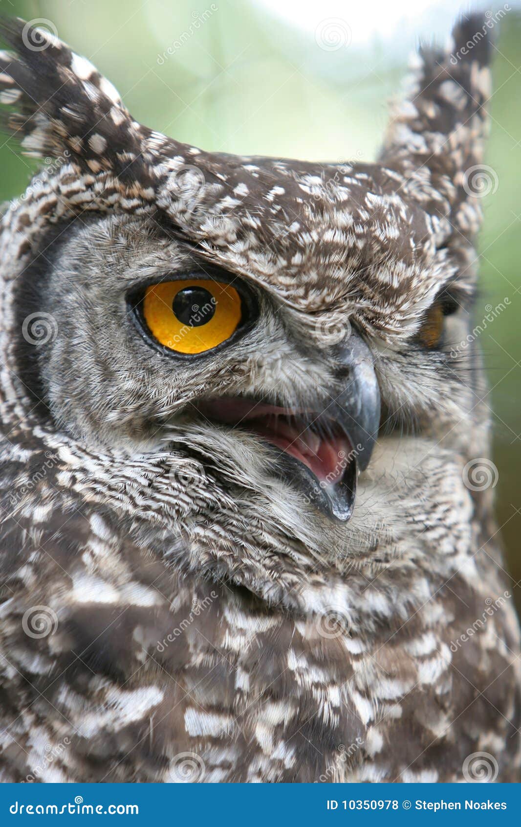 Eagle Owl Angry stock photo. Image of feathers, wildlife - 10350978