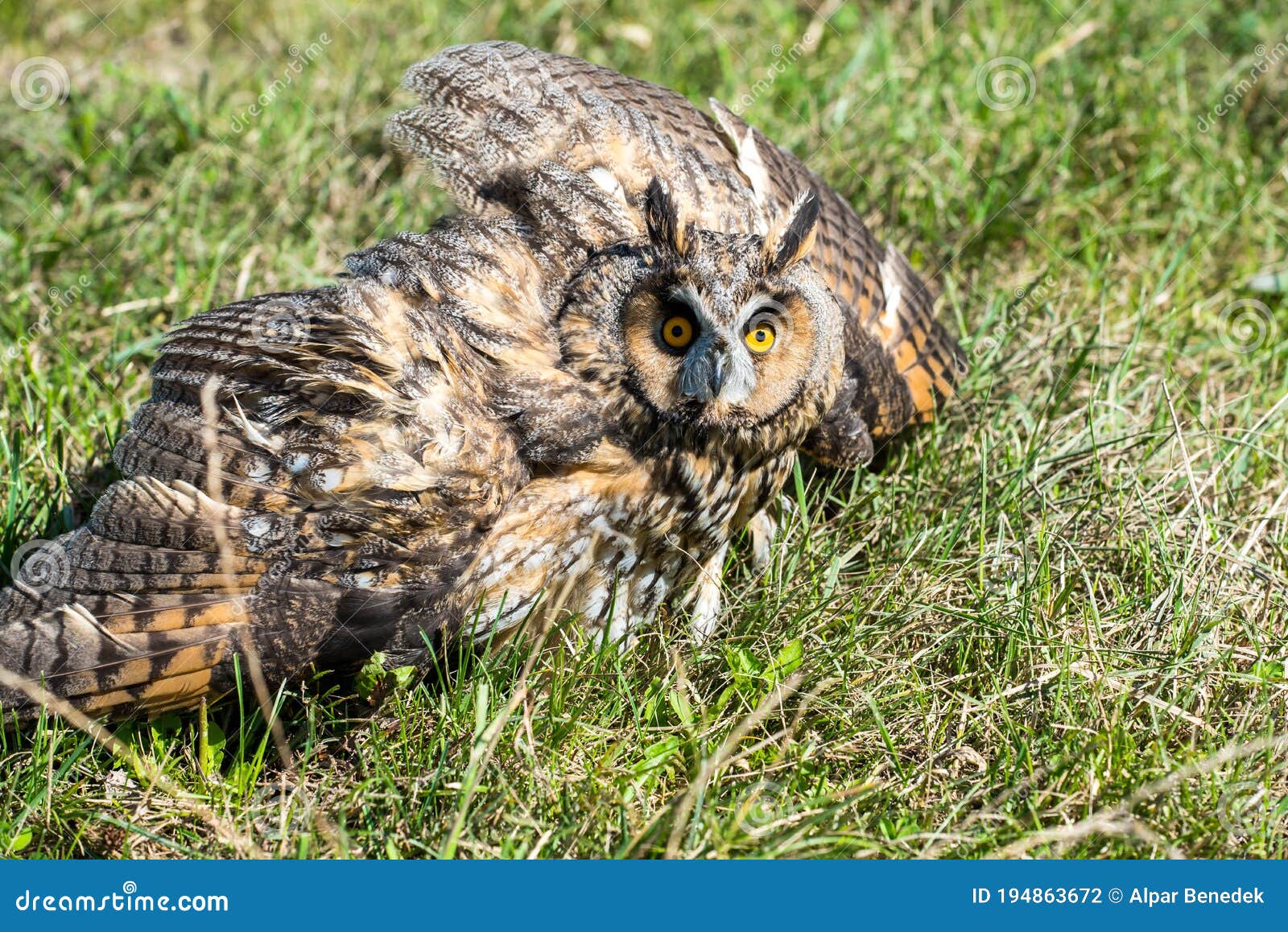 Eagle Owl Asio Otus with Broken Wings Stock Photo - Image of broken ...