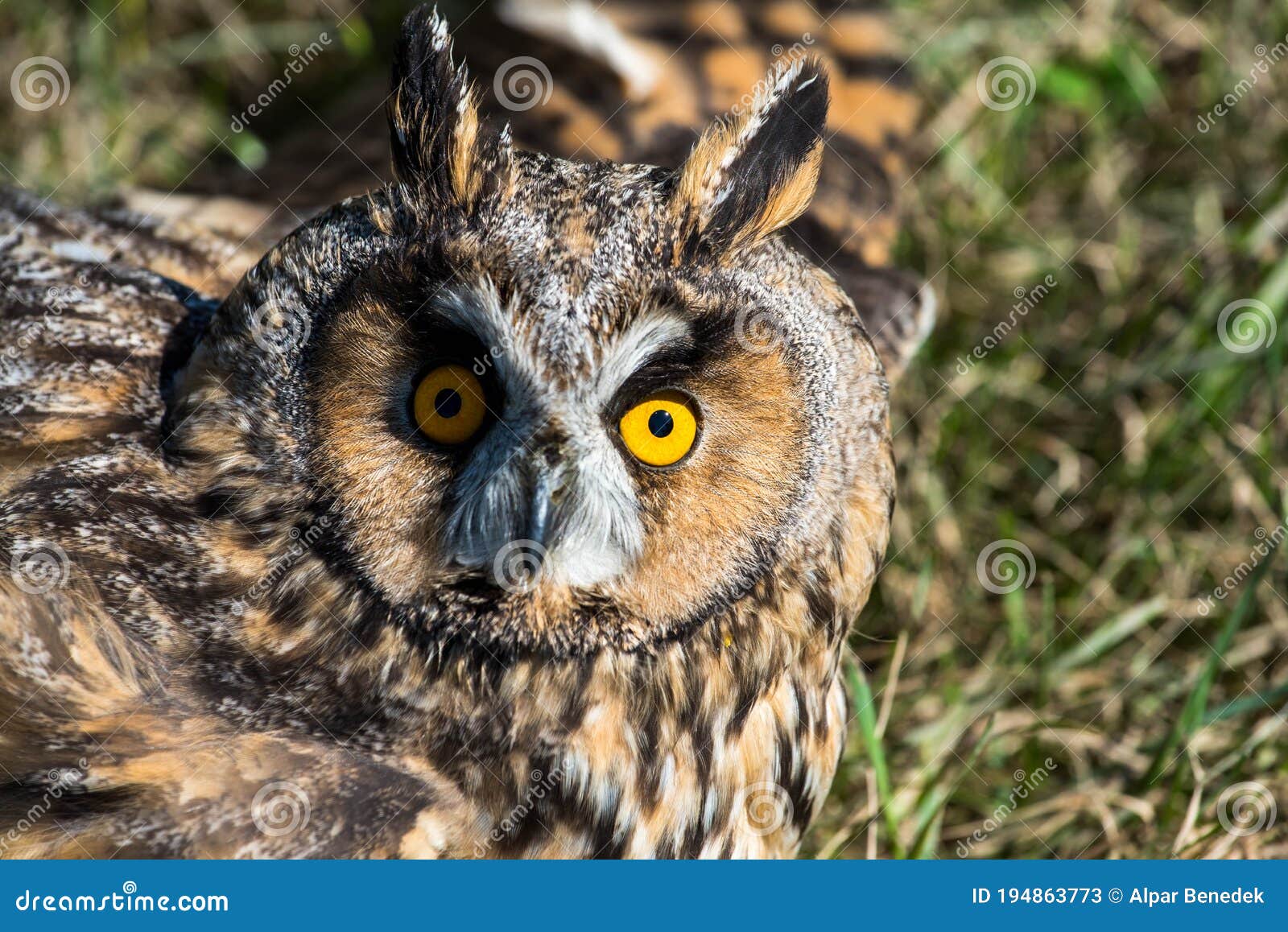 Eagle Owl Asio Otus with Broken Wings Stock Image - Image of brown ...