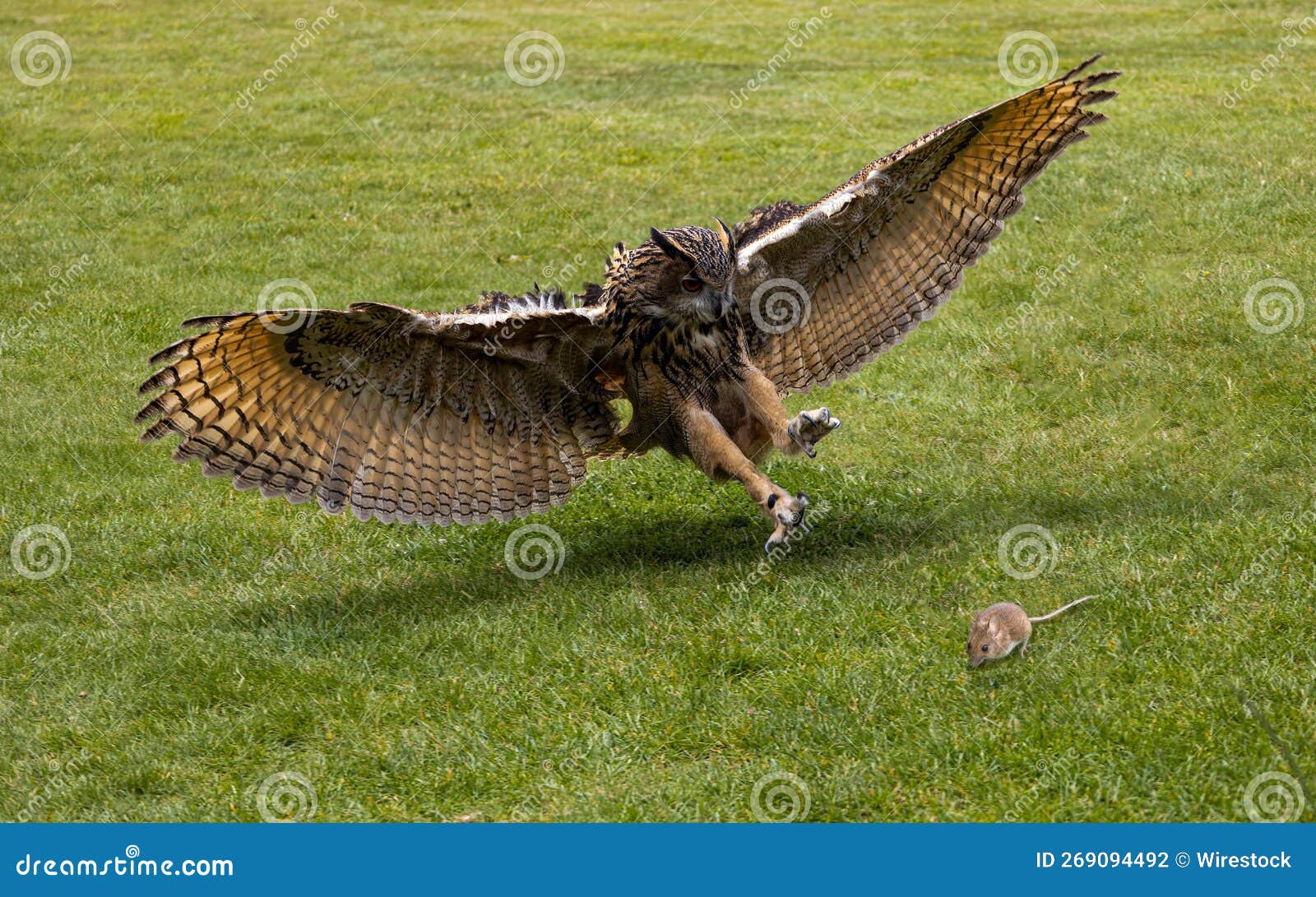 Eagle Owl on the Attack with His Large Talons Stock Photo - Image of ...