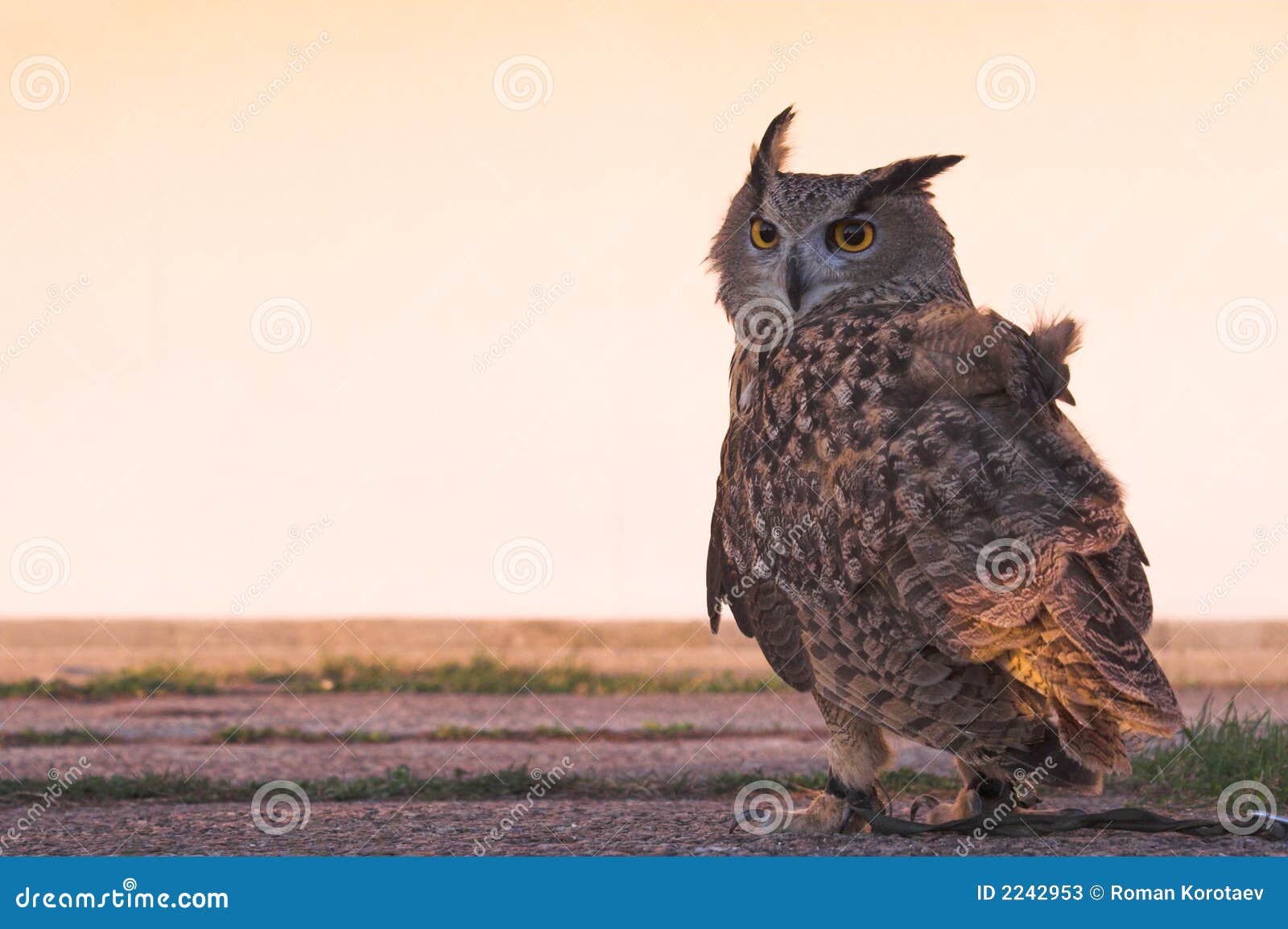 Eagle-owl (back view) stock image. Image of wildlife, wisdom - 2242953