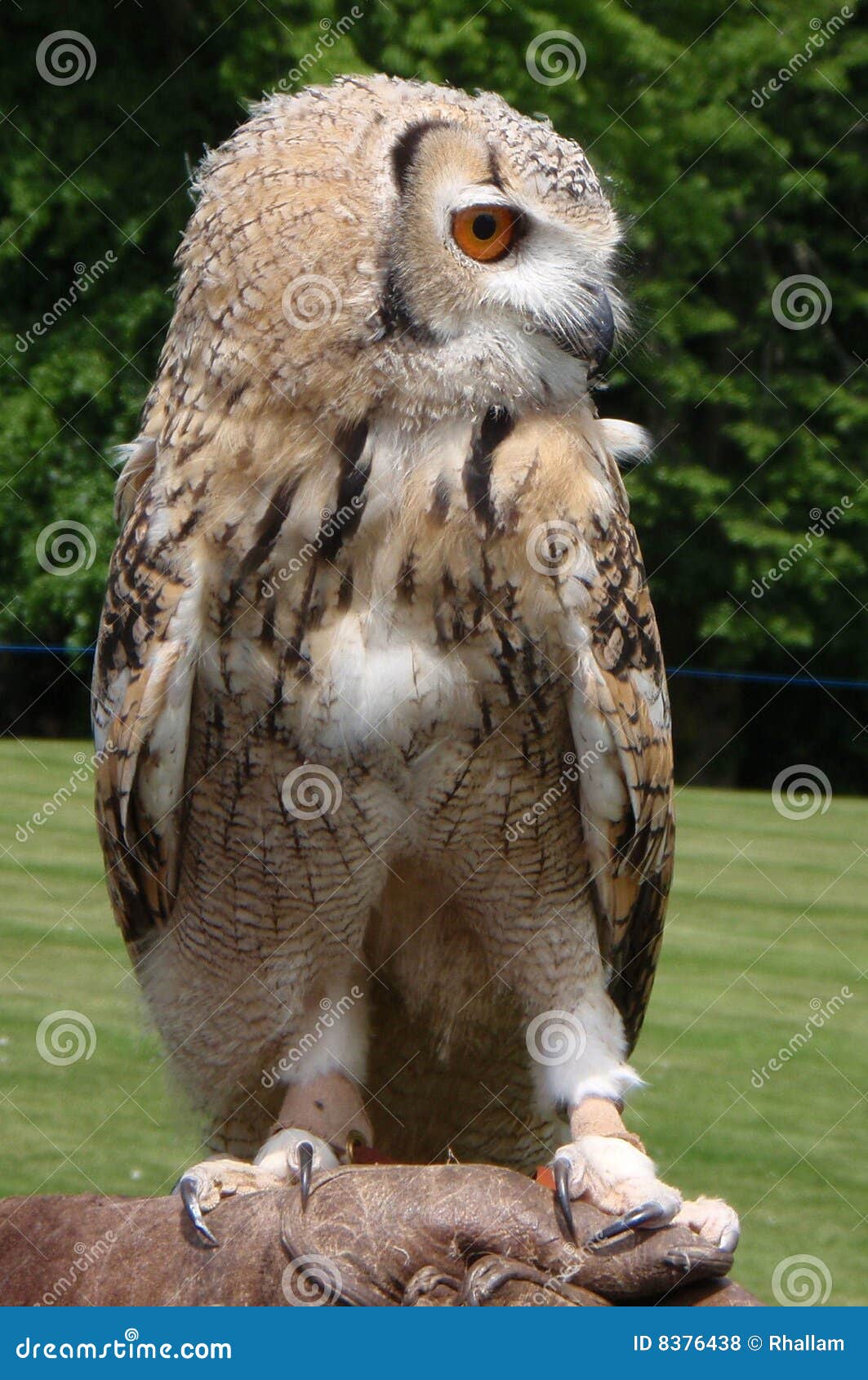 Eagle Owl Bird of prey stock photo. Image of talon, hunting - 8376438