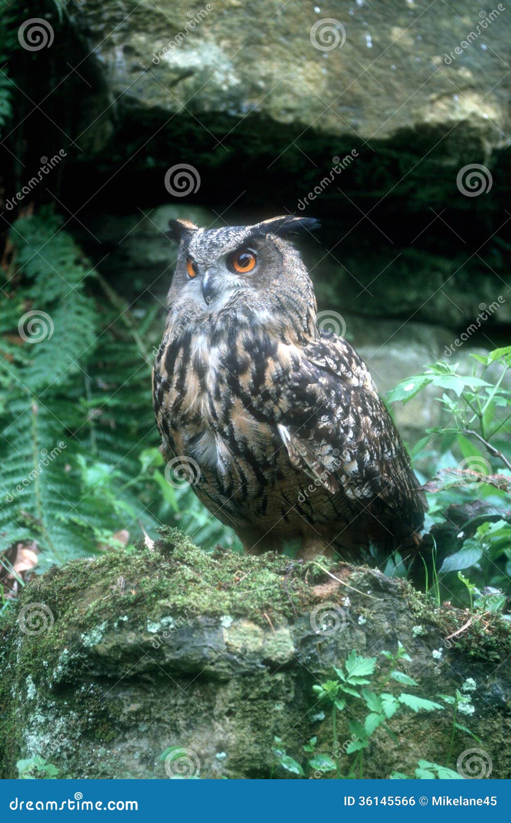 Eagle owl, Bubo bubo stock photo. Image of bird, britain - 36145566