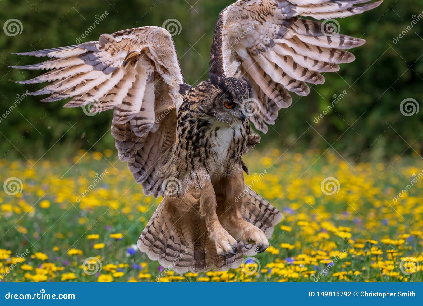 Eagle owl Bubo bubo stock photo. Image of bubo, flying - 149815792