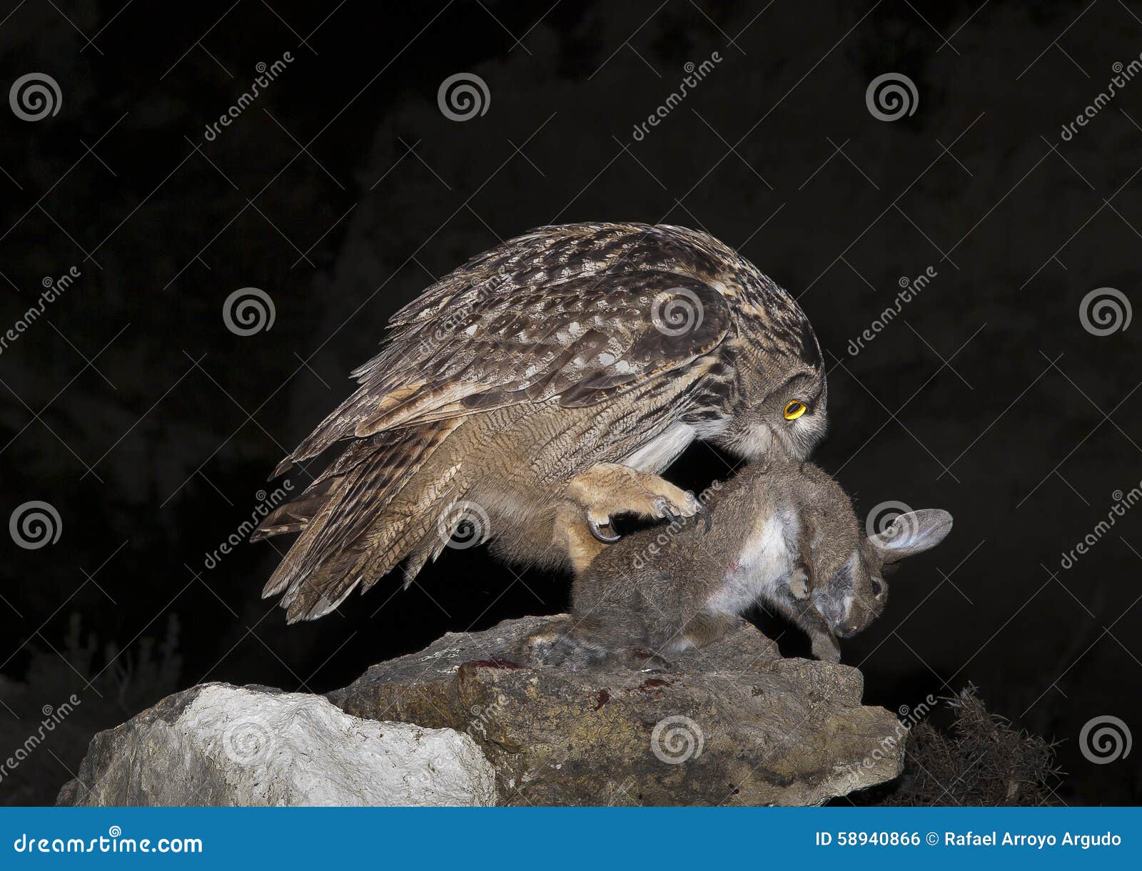 Eagle owl stock photo. Image of estrigiforme, eagle, prey - 58940866
