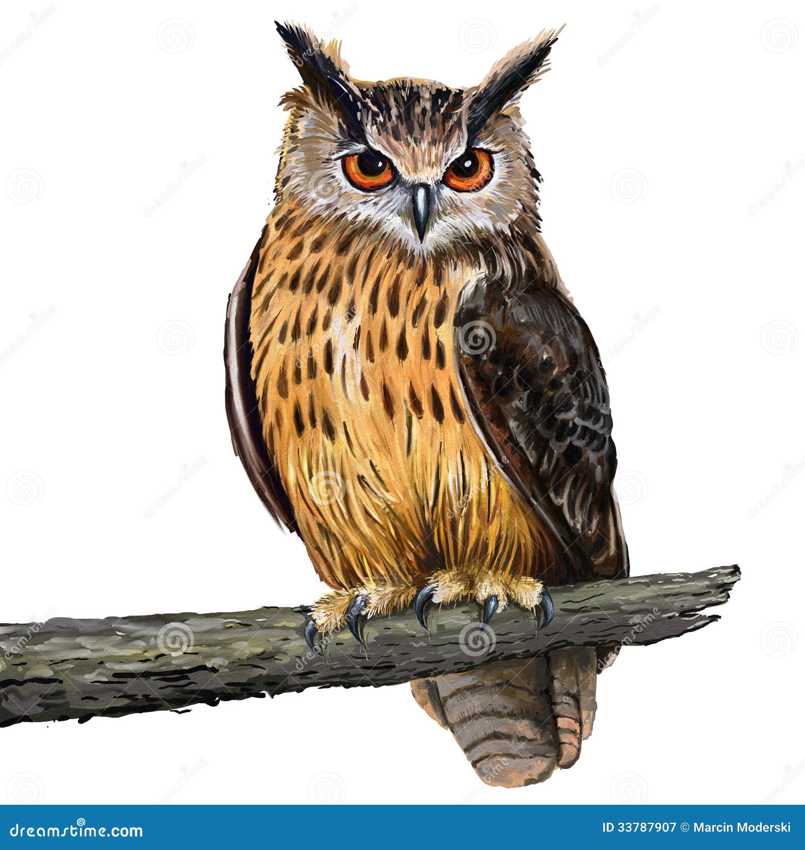 Owl Images