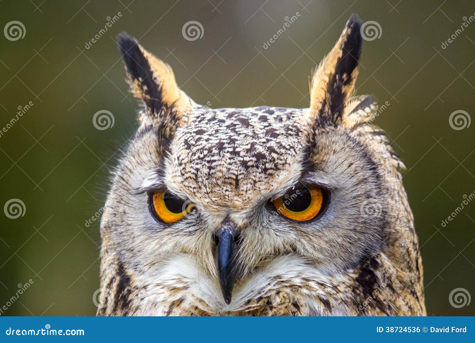 Eagle Owl head stock photo. Image of predator, eagle - 38724536
