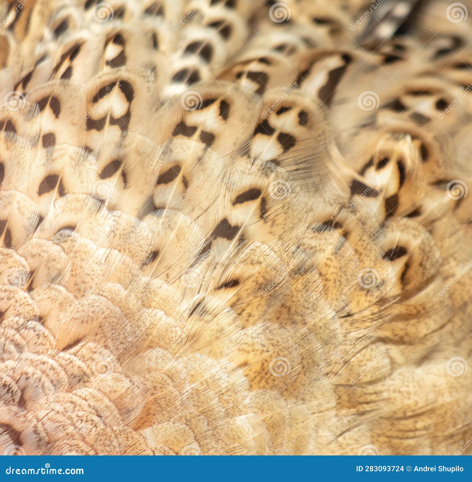 Eagle Owl Feathers As an Abstract Background. Texture Stock Photo ...