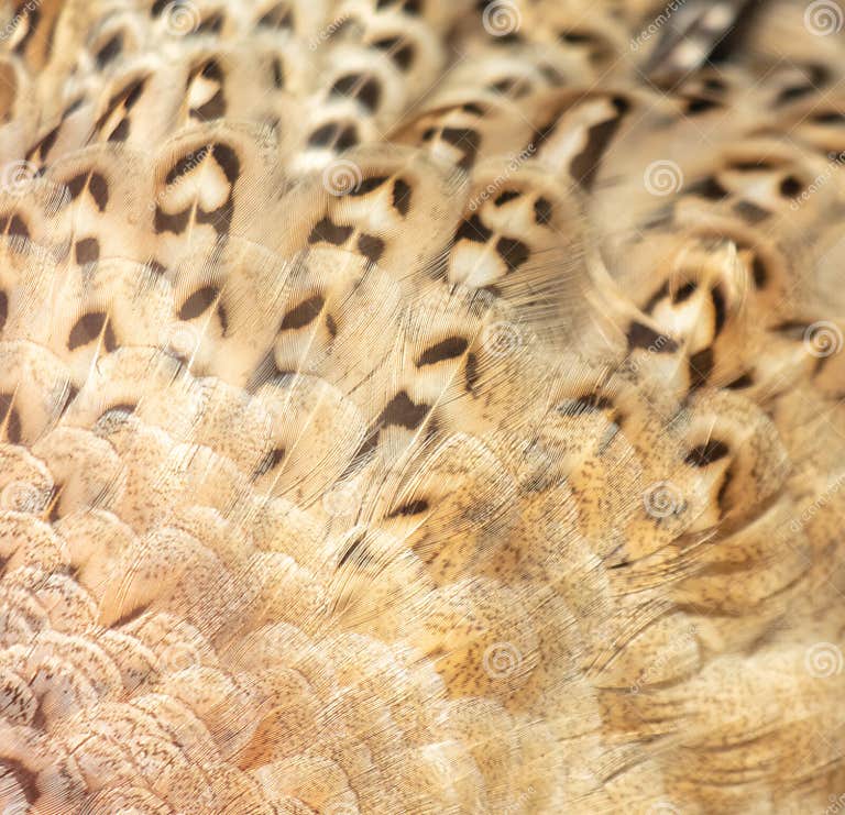 Eagle Owl Feathers As an Abstract Background. Texture Stock Photo ...