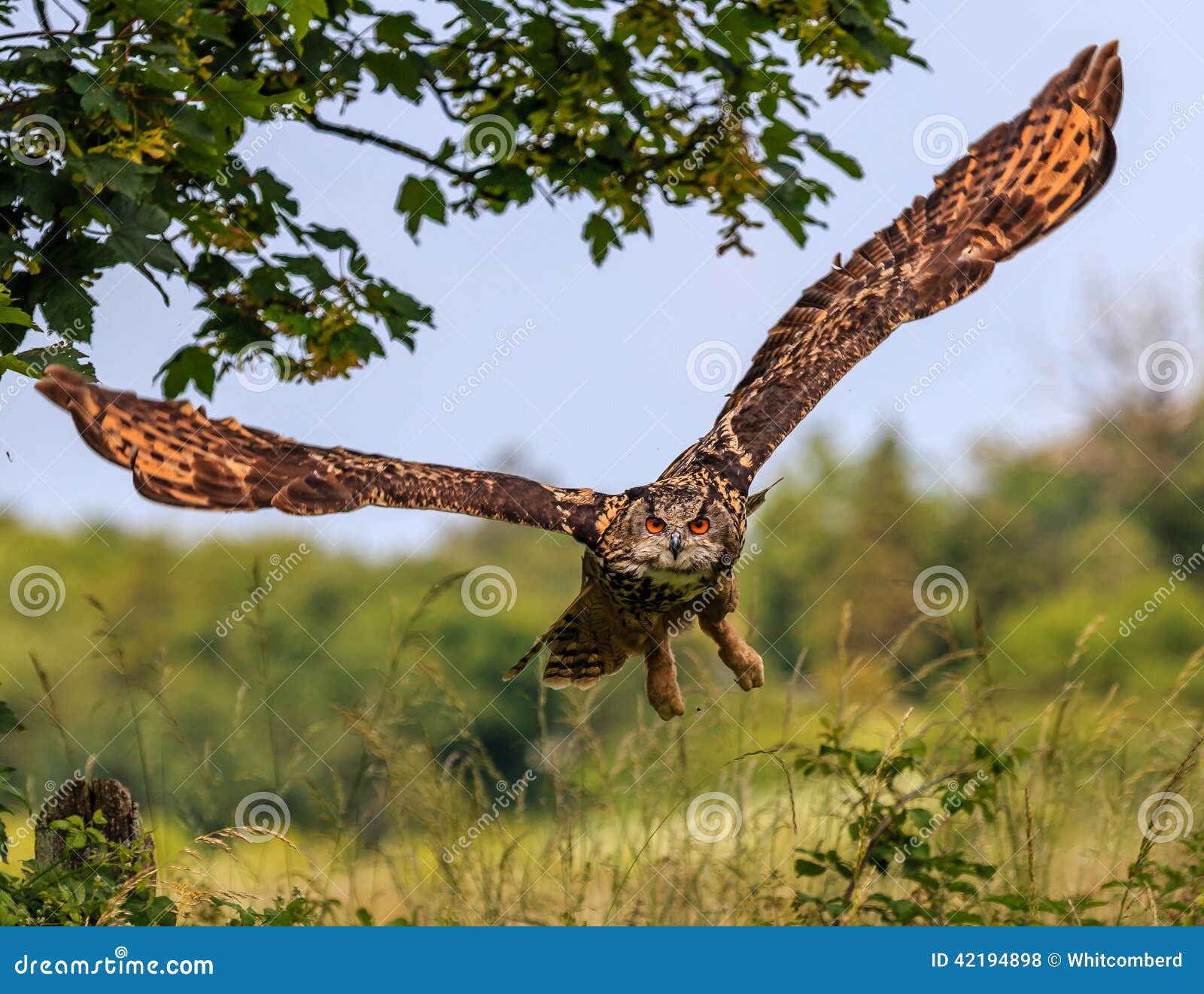 Eagle Owl in flight stock photo. Image of field, avian - 42194898