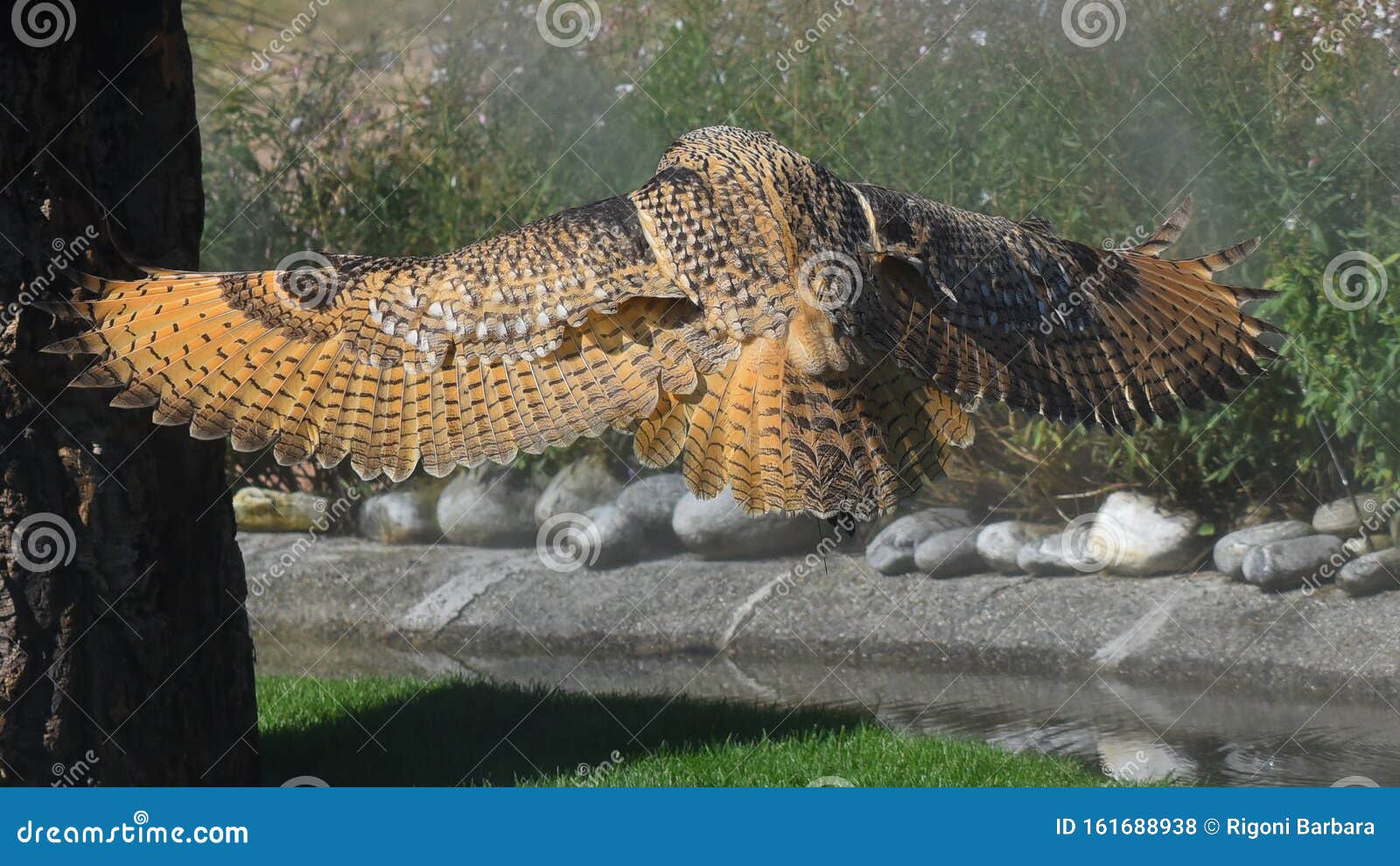 Eagle owl that is flying stock photo. Image of flying - 161688938