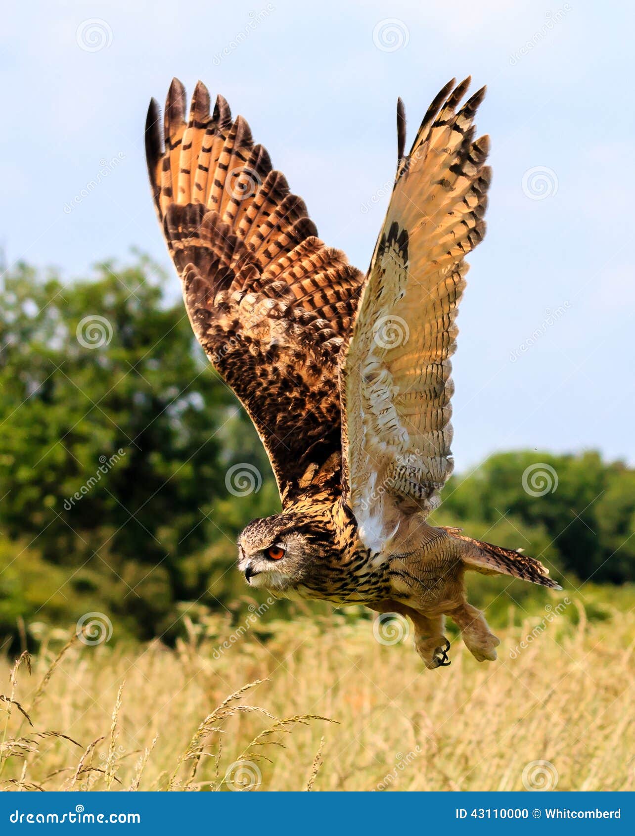 Eagle Owl flying stock photo. Image of beak, face, field - 43110000