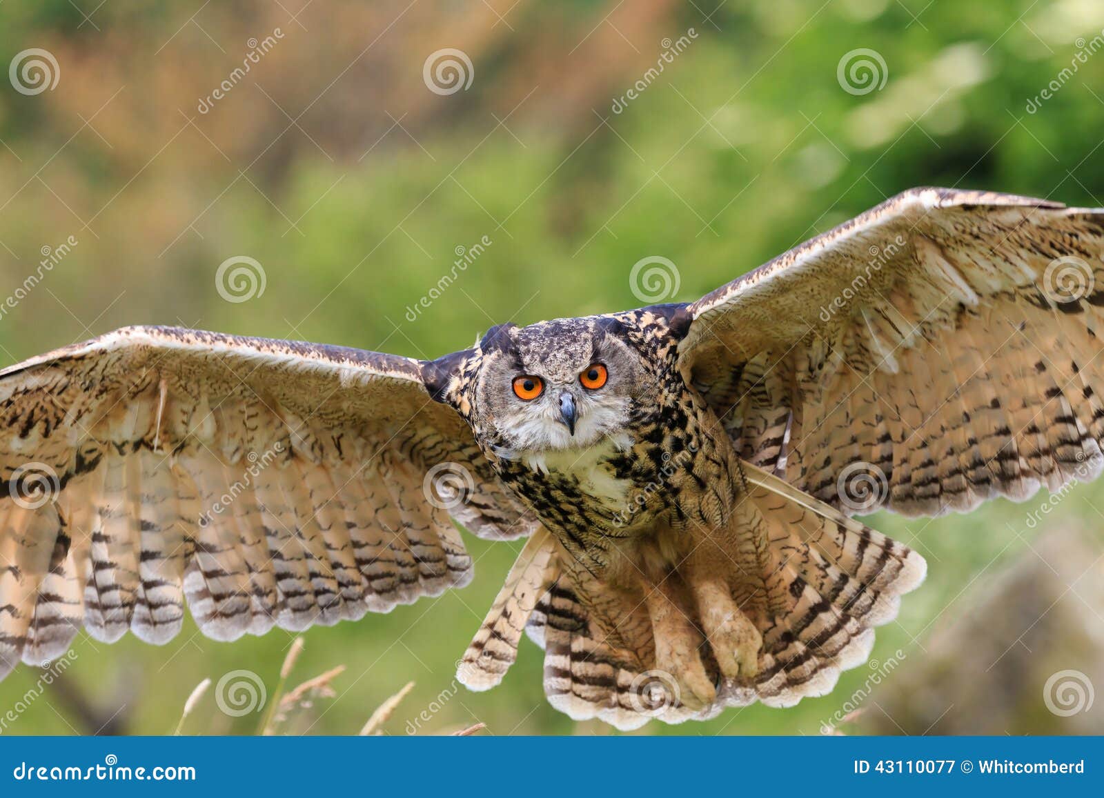 Eagle Owl flying low stock image. Image of hunter, mouse - 43110077
