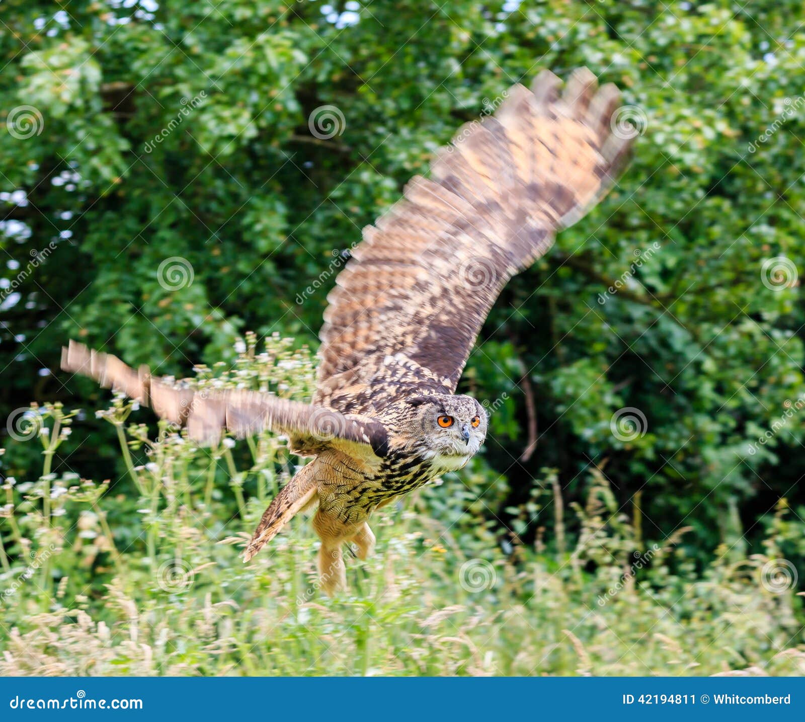 Eagle Owl Flying Over a Meadow Stock Image - Image of european, flying ...