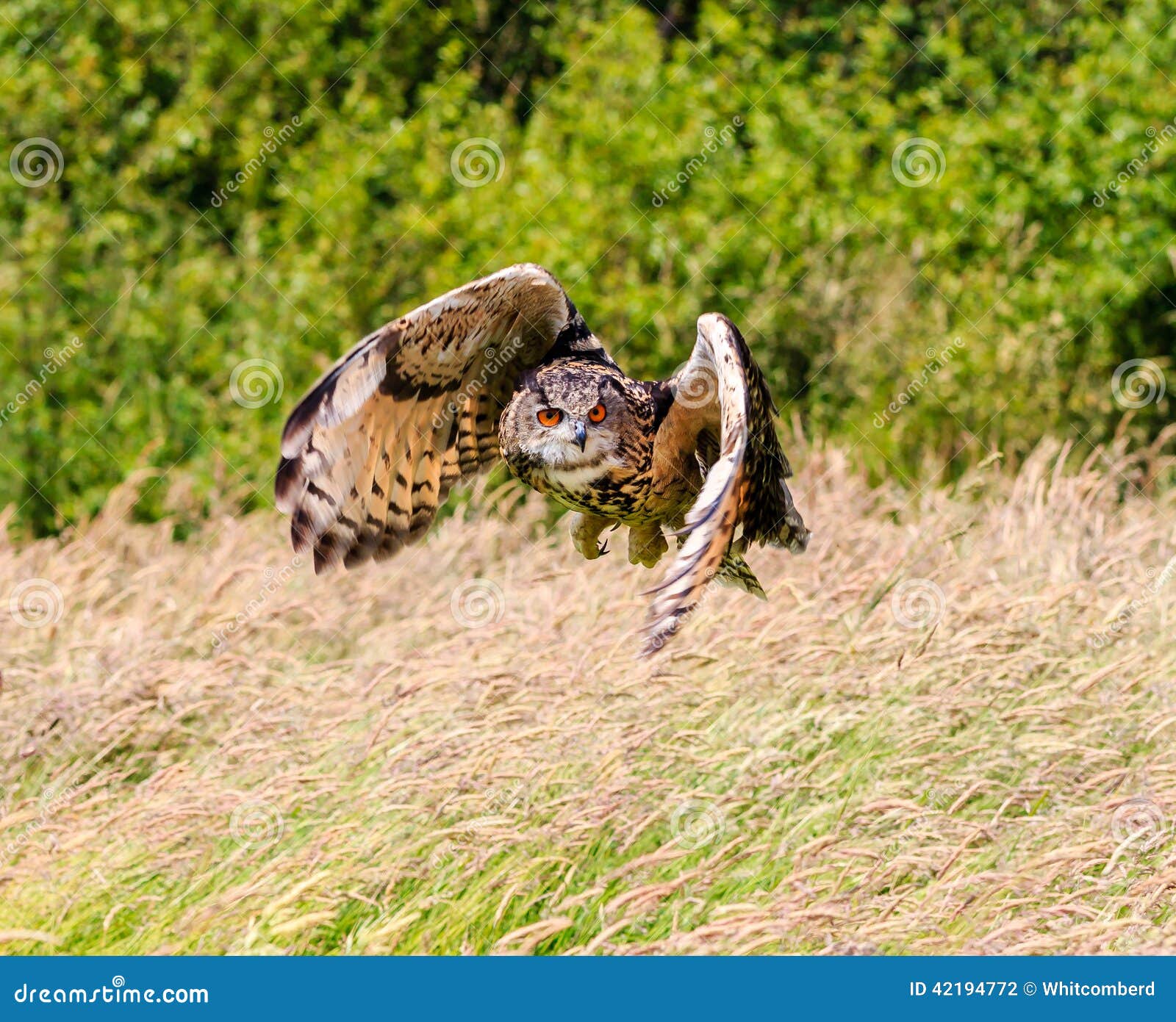 Eagle Owl Flying Over a Meadow Stock Photo - Image of ground, meadow ...