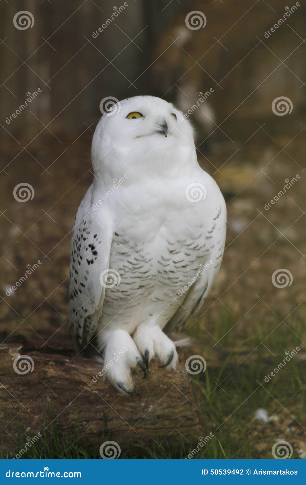 Eagle owl in funny pose stock photo. Image of animal - 50539492
