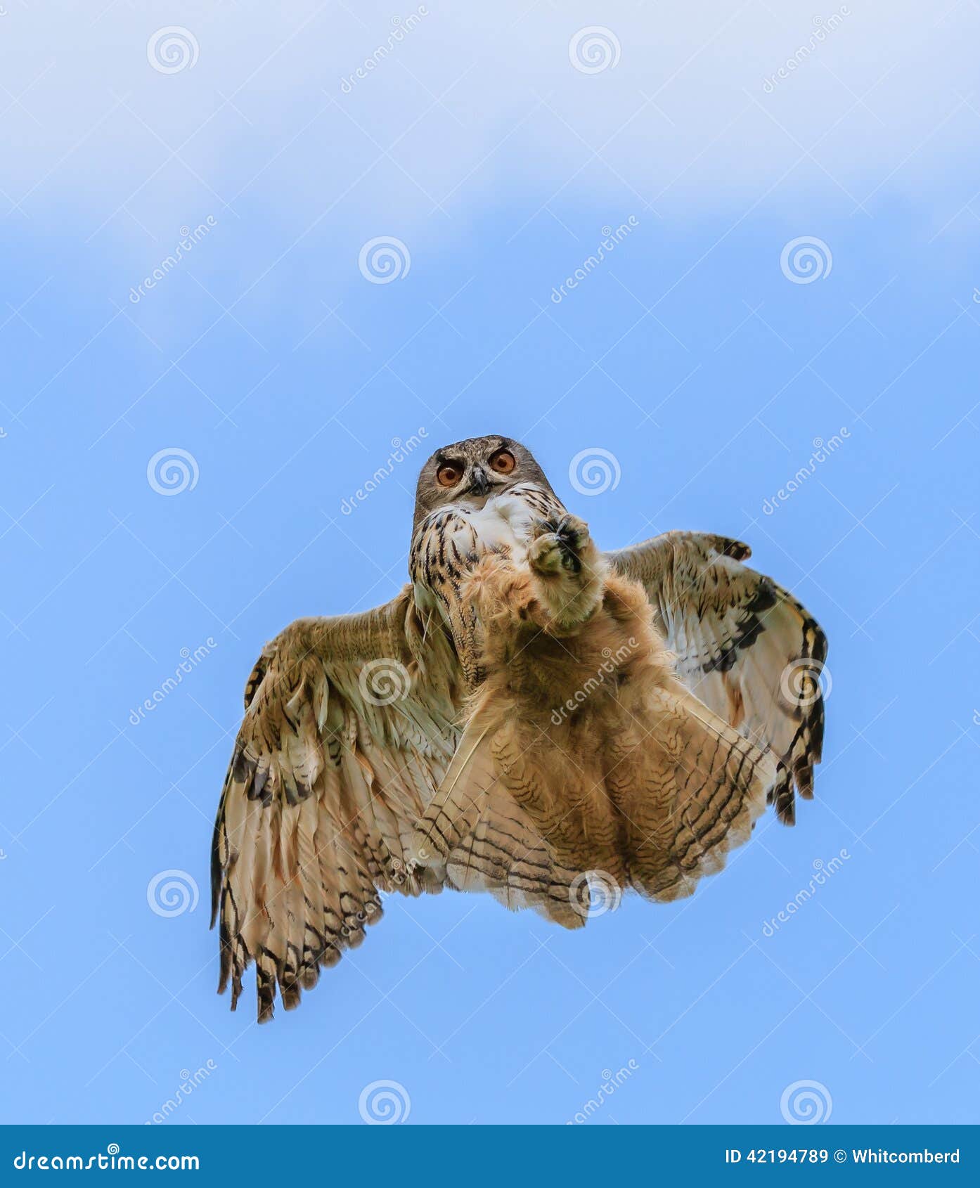 Eagle Owl Hunting in Flight Stock Image - Image of barn, face: 42194789