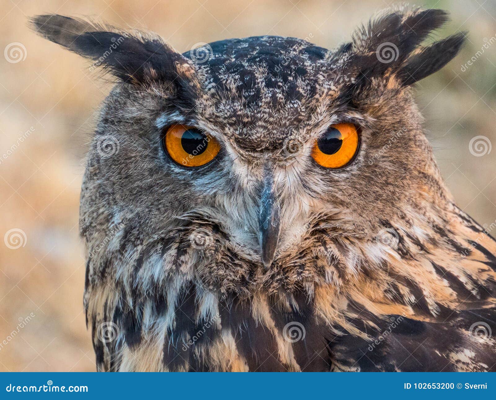 Eagle owl stock photo. Image of condor, birds, eagle - 102653200