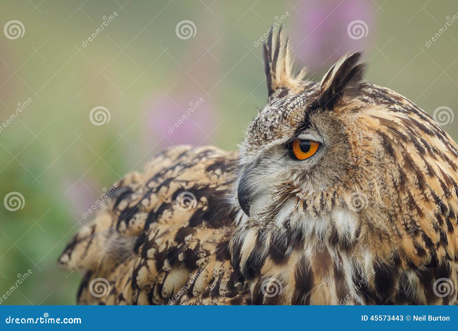Eagle Owl Over the Shoulder Look Stock Image - Image of eurasian ...
