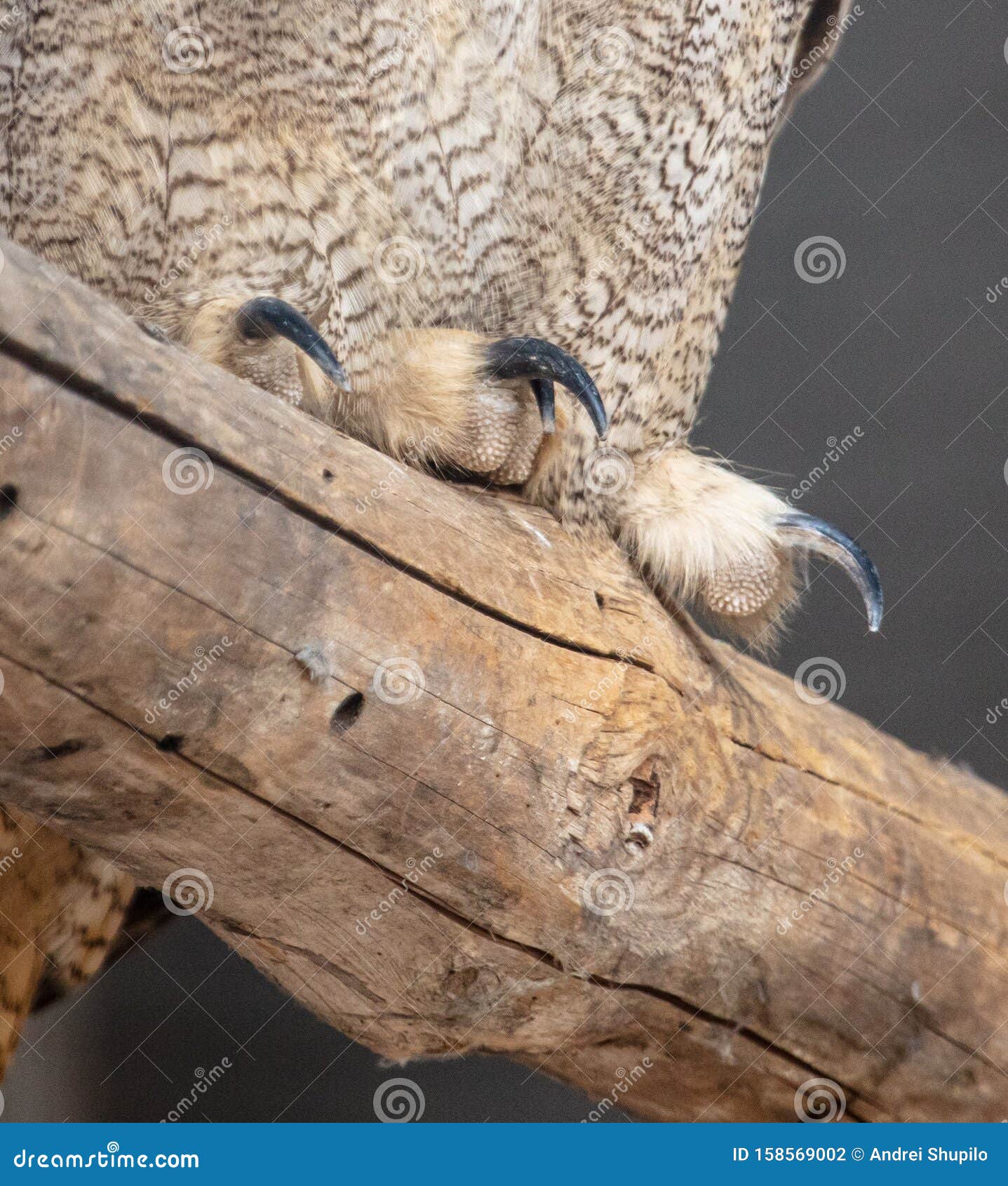Eagle Owl Paw on a Log in a Zoo Stock Photo - Image of stands, eagle ...
