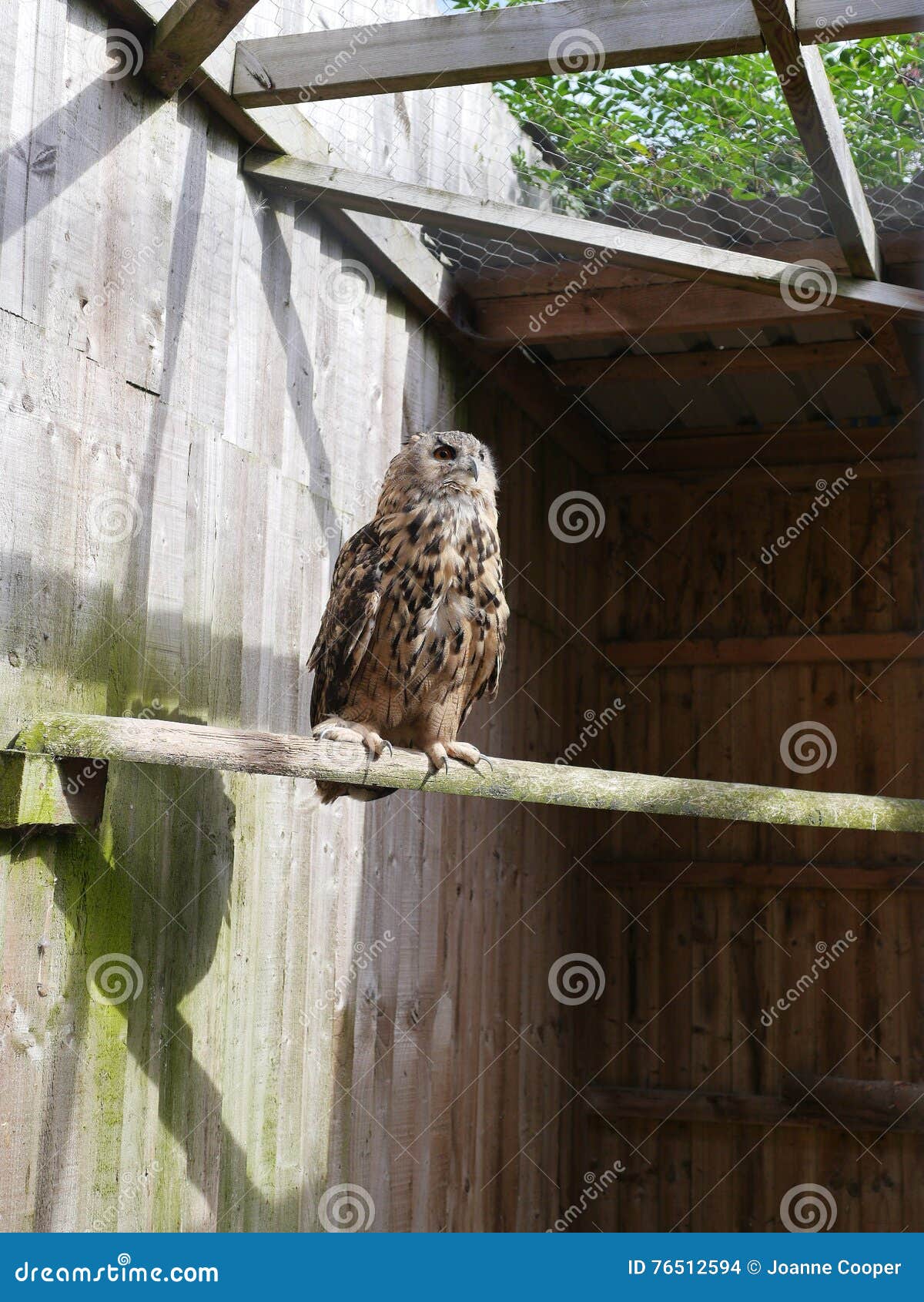 Eagle Owl on a perch stock photo. Image of perches, perch - 76512594