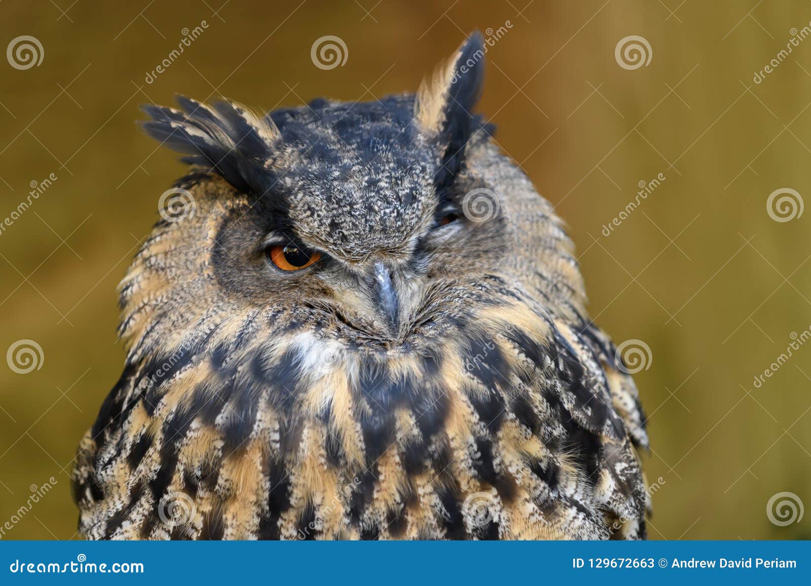 Eagle Owl portrait stock image. Image of nature, head - 129672663