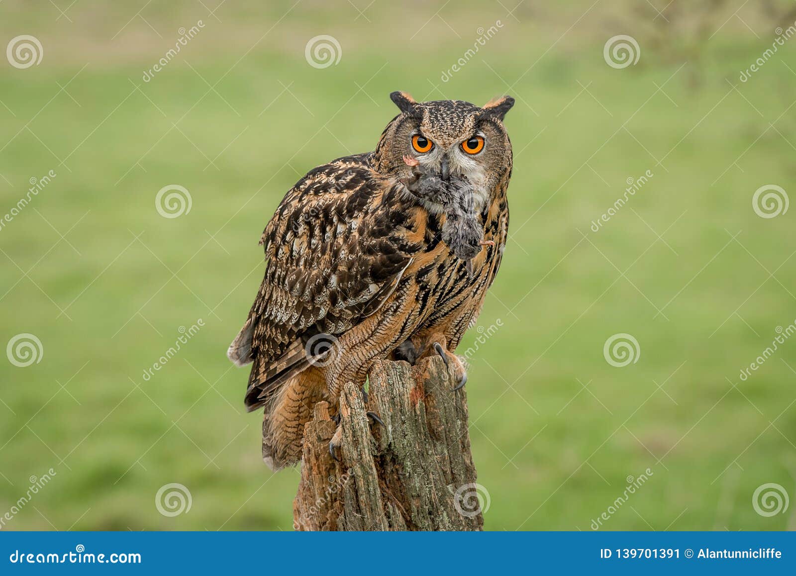 Eagle owl with prey stock image. Image of grass, predatory - 139701391
