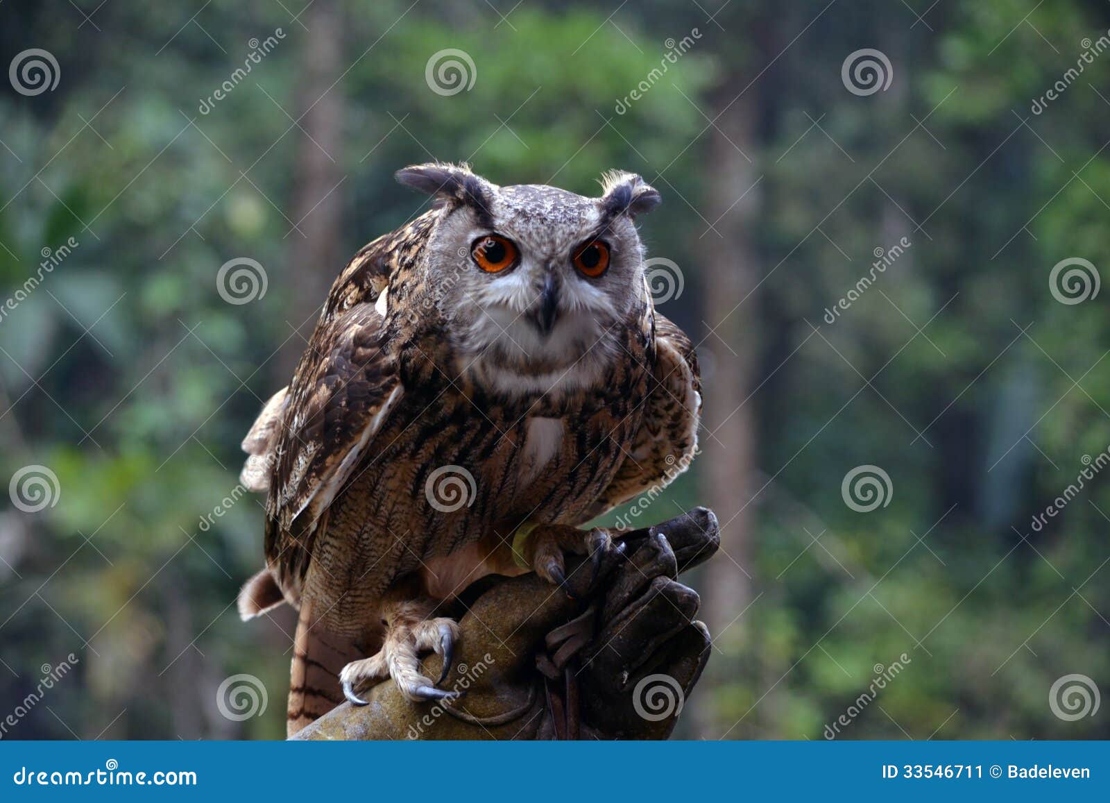 The Eagle Owl stock image. Image of claw, wildlife, wild - 33546711