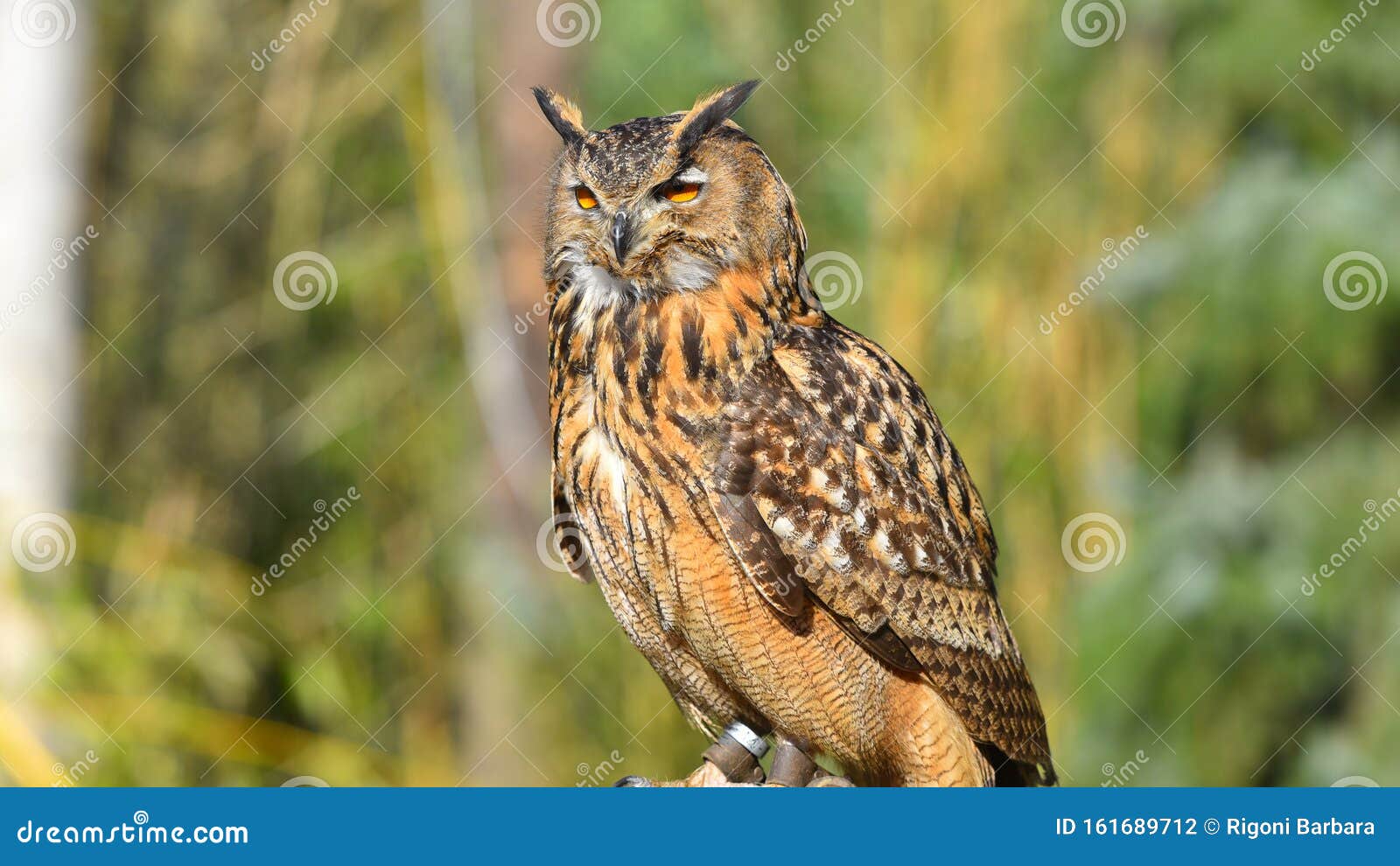 Eagle Owl Resting on the Stone Stock Photo - Image of green, foreground ...