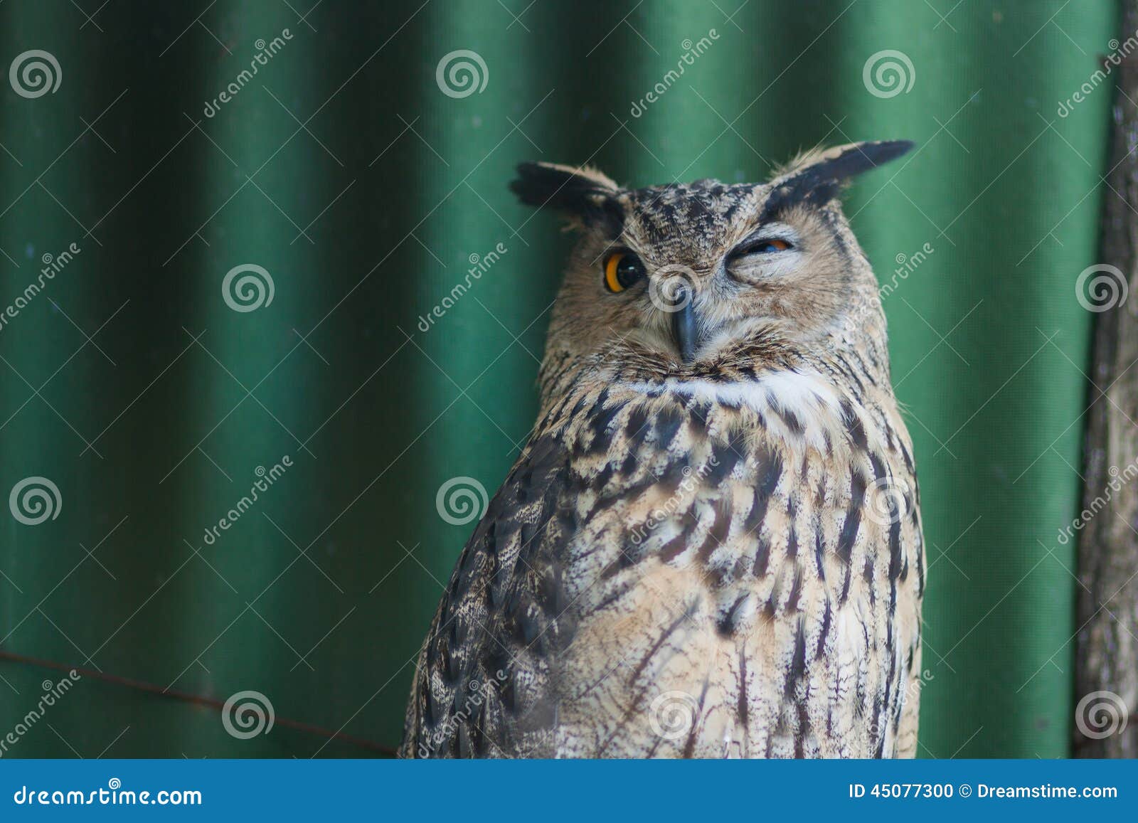 Eagle-owl stock photo. Image of eagle, design, advertising - 45077300