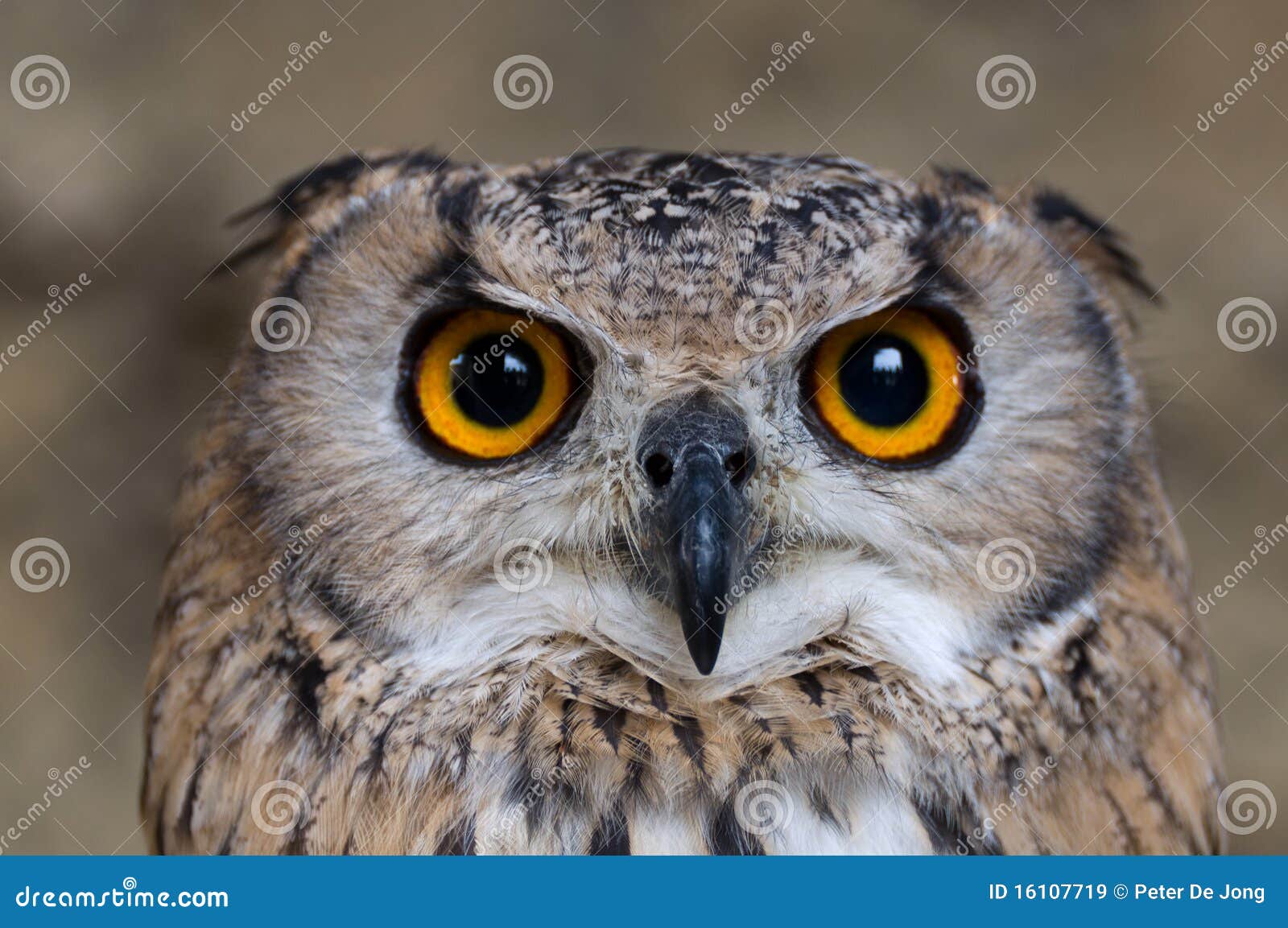 Eagle-Owl Searching for Prey Stock Image - Image of details, beautiful ...