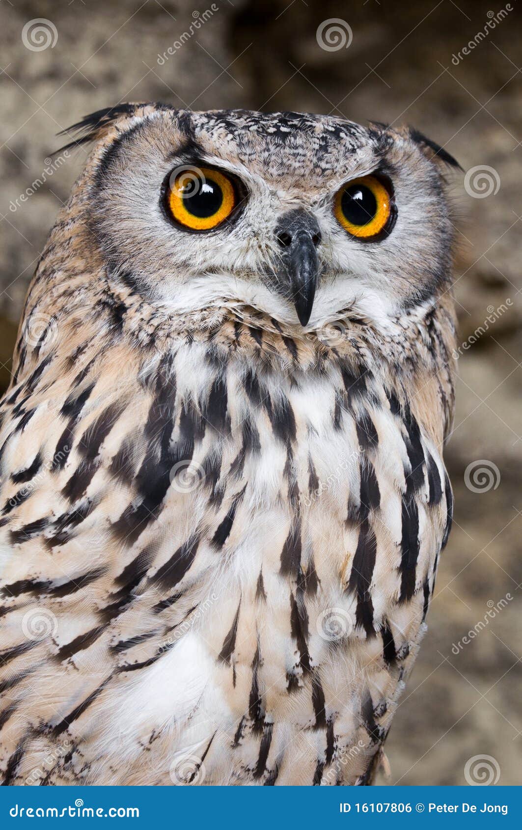 Eagle-Owl Searching for Prey Stock Photo - Image of beauty, hunt: 16107806