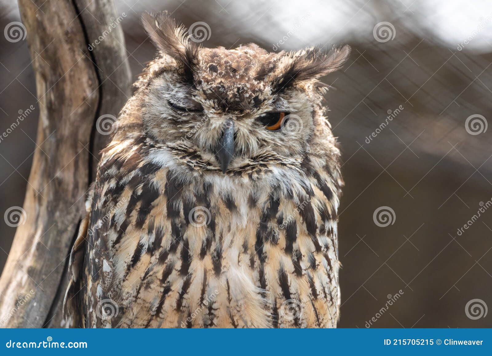 Eagle Owl Winking stock image. Image of carnivore, isolated - 215705215