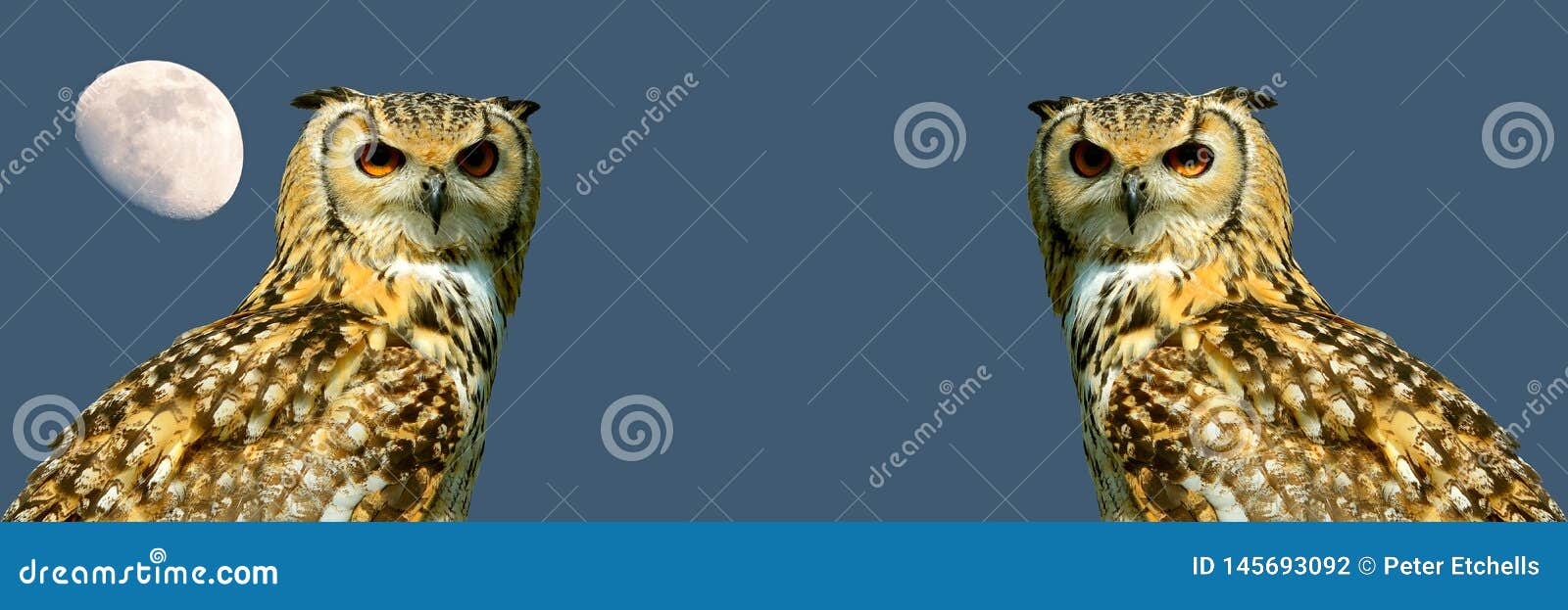 Owls Moonlight Stock Photos - Free & Royalty-Free Stock Photos from ...