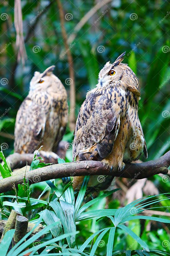 Eagle Owls are Standing on Branches Stock Image - Image of life ...