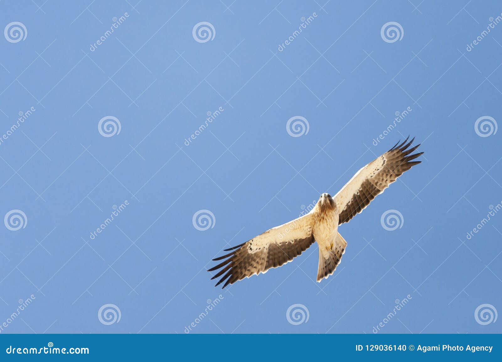 Eagle Pateado, Dwergarend, Pennatus De Hieraaetus Foto de archivo ...