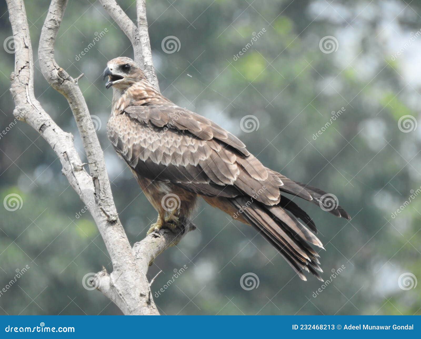 Dreamtime Background Stock Photos - Free & Royalty-Free Stock Photos ...