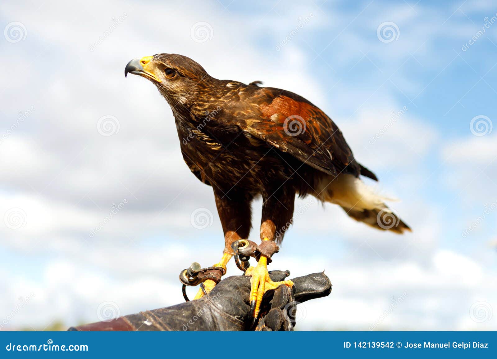 Eagle Perched on the Man`s Hand Stock Photo - Image of hand, close ...