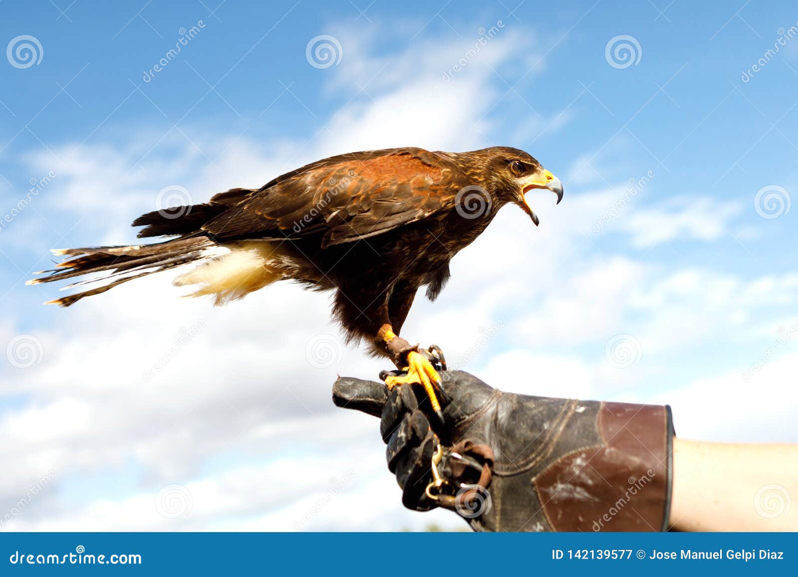 Eagle Perched on the Man`s Hand Stock Image - Image of travel ...