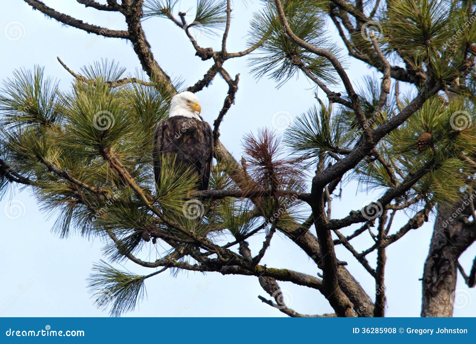 Eagle perched in tree. stock photo. Image of wildlife - 36285908