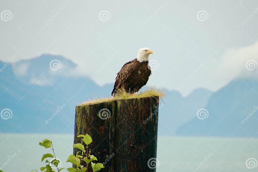 American Bald Eagle Perched on Tree Stump Stock Image - Image of ...