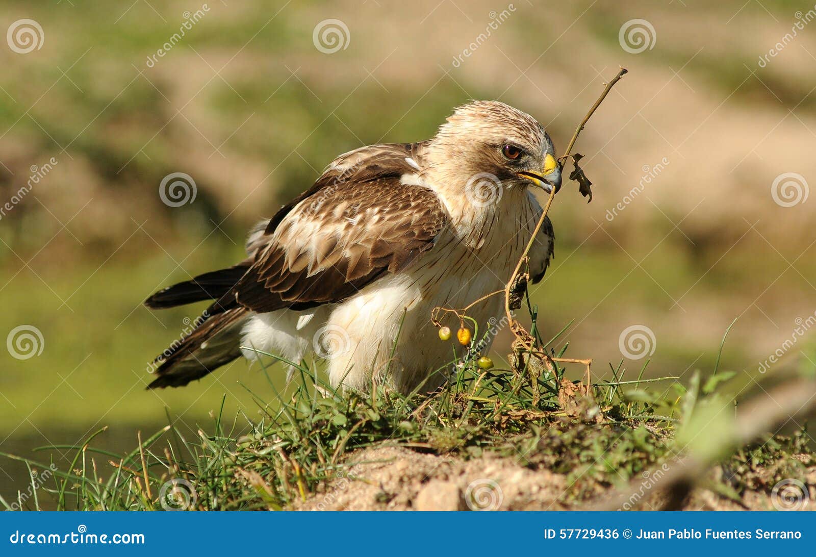 Eagle perches stock photo. Image of patar, prey, raptors - 57729436