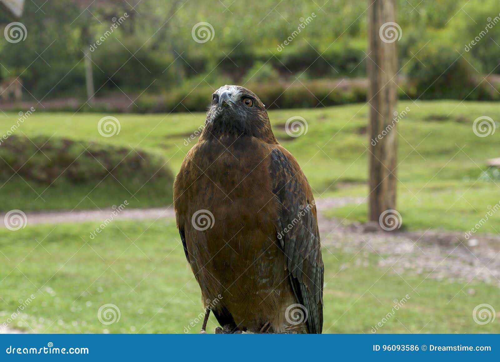 Eagle stock photo. Image of eagle, birds, animal, peru - 96093586