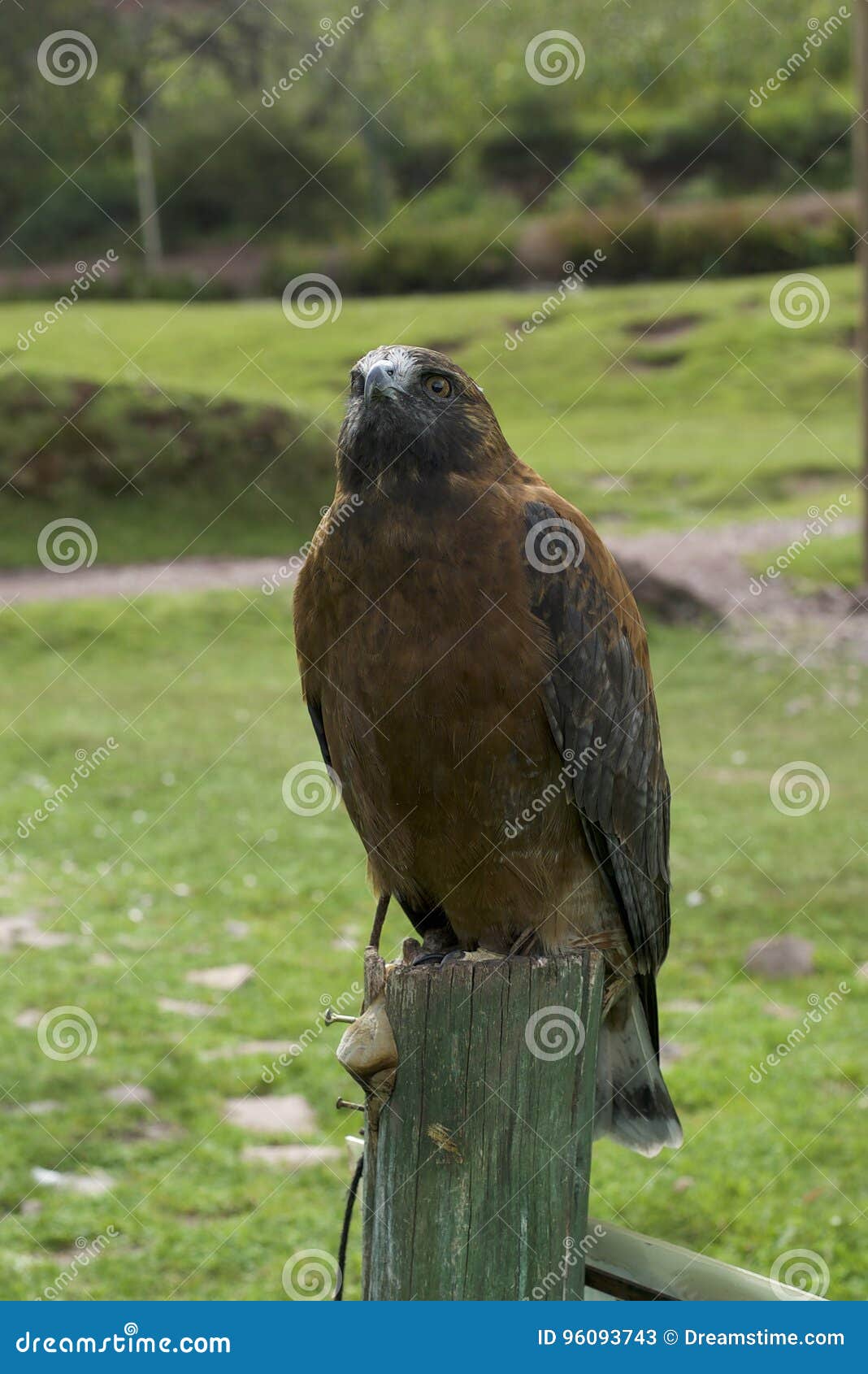 Eagle stock image. Image of peruvian, peru, wildlife - 96093743