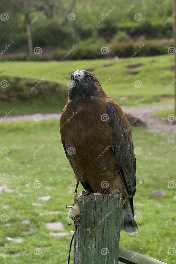Eagle stock image. Image of peruvian, peru, wildlife - 96093743