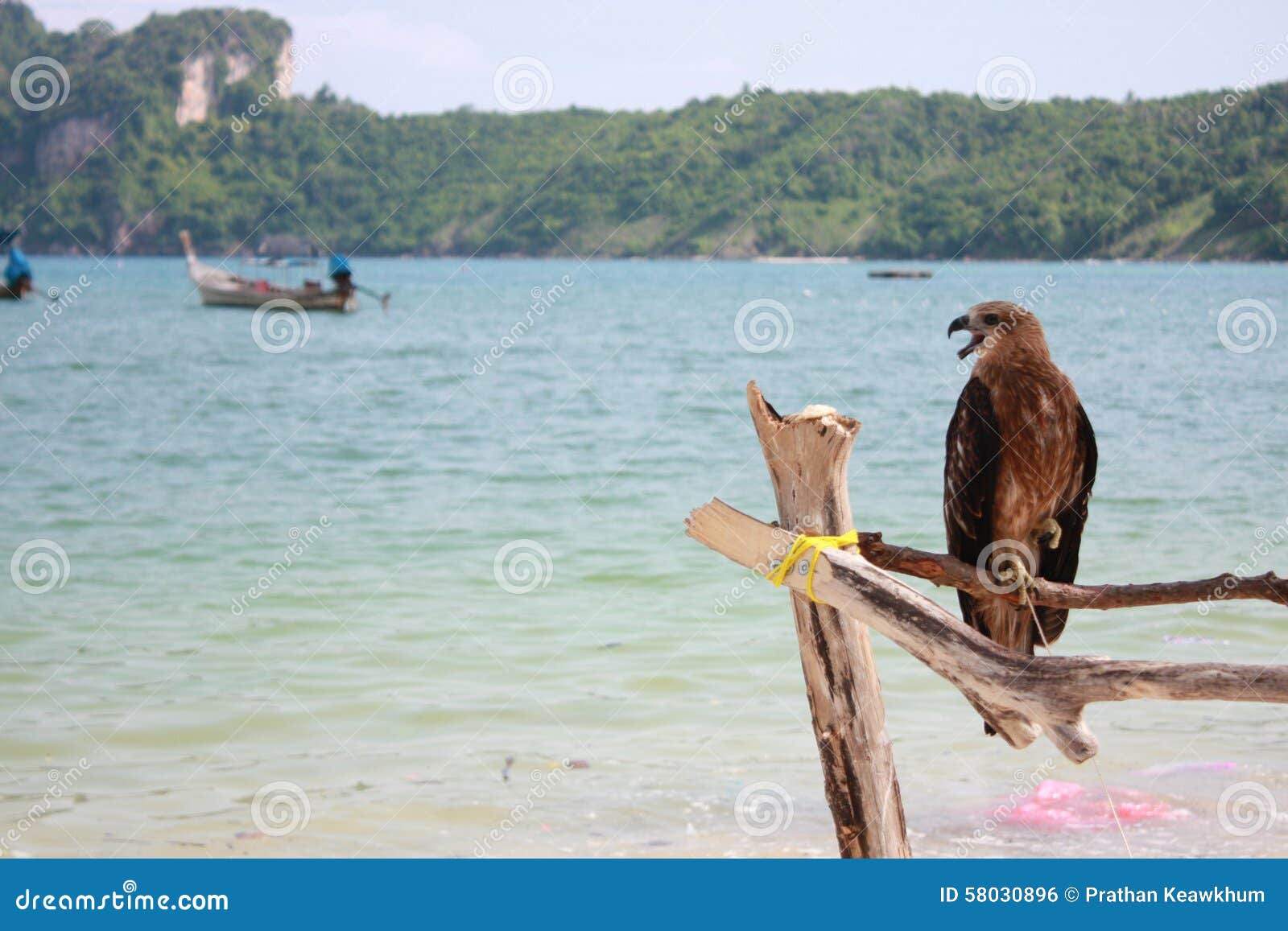 Boy Pipi Stock Photos - Free & Royalty-Free Stock Photos from Dreamstime