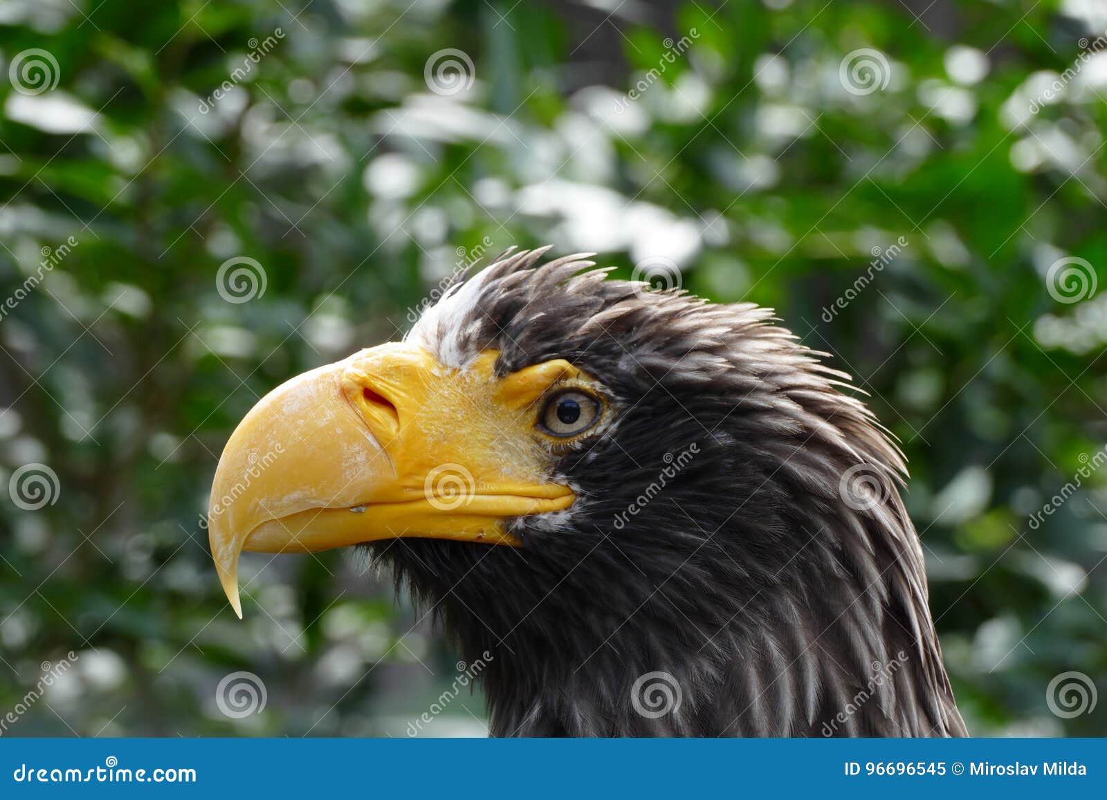 Eagle portrait stock image. Image of portrait, brown - 96696545